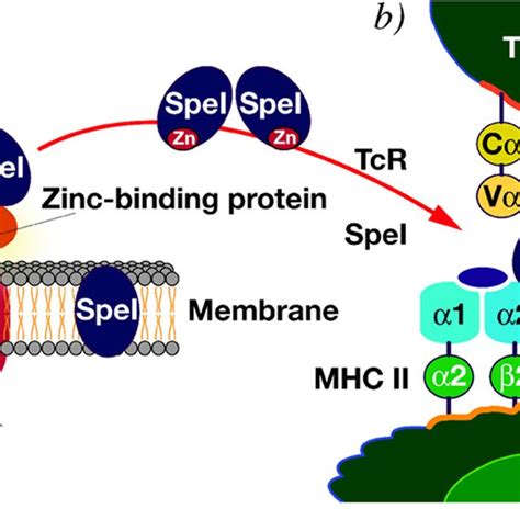 Interactions Between S Pyogenes Surface Exposed Or Secreted Proteins Download Scientific