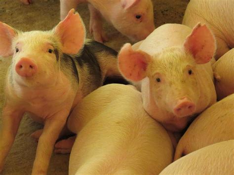 Santa Catarina Amplia Exportações De Carne Suína No Primeiro Trimestre