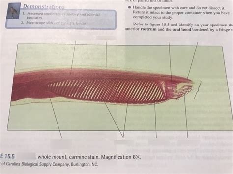 Cephalochordata Diagram