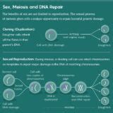 Why Sex Biologists Find New Explanations Quanta Magazine