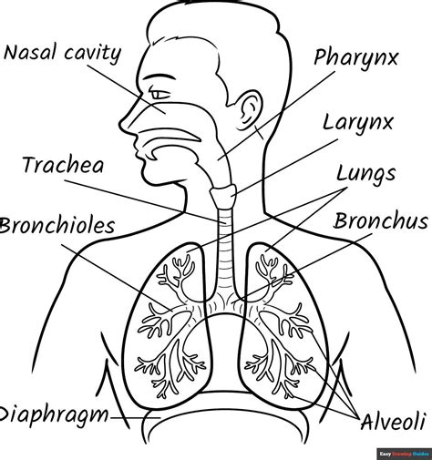 Respiratory System Drawing Easy
