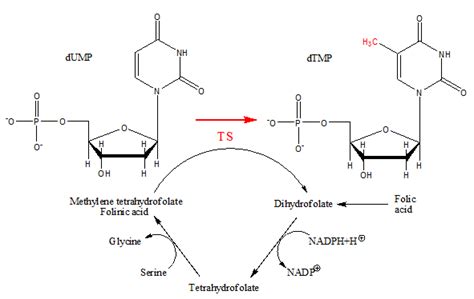 Thymidylate Synthase Synthase Thymidylate Synthetase Thymidylate Thymidylate Synthetase