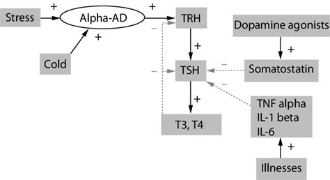 The Hypothalamic Pituitary Thyroid Axis Hpt Axis Trh Is Secreted By Download Scientific