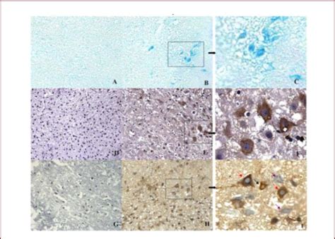 Donor Mouse Non Adherent Bone Marrow Cell Derived Mesenchymal Stem