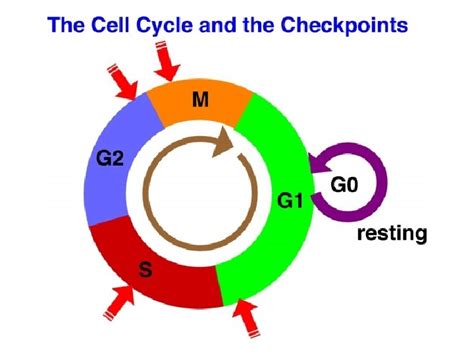 Regulation Of The Cell Cycle Chapter Section