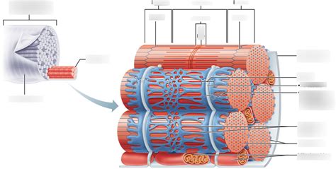 Sarcoplasmic Reticulum Diagram Quizlet