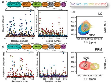 Fused In Sarcoma Undergoes Cold Denaturation Implications For Phase