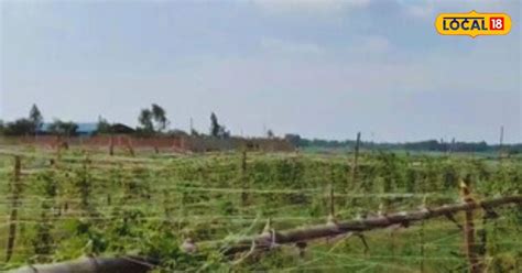 इस खास तकनीक से खेती कर डबल मुनाफा कमा रहा बिहार का ये किसान एक ही खेत में उगा रहा इतनी फसलें