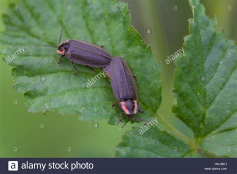 Lightning Bugs Stock Photos Lightning Bugs Stock Images Alamy