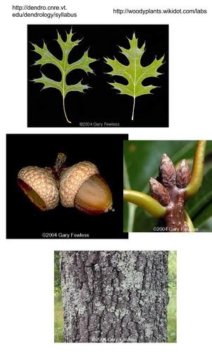 Oak Trees Flashcards Quizlet