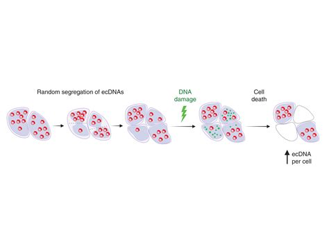 Small Cell Lung Cancer Acquires Cross Resistance Due To Extrachromosomal Dna Amplification Of