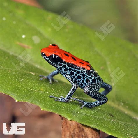 Red Poison Dart Frog Facts
