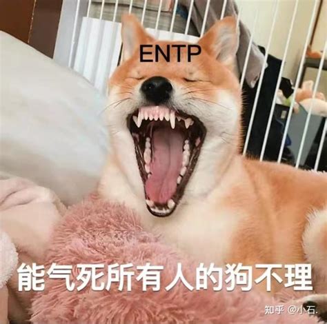 Entp型人格女生是什么样的 知乎 Entp型人格女生是什么样的 知乎
