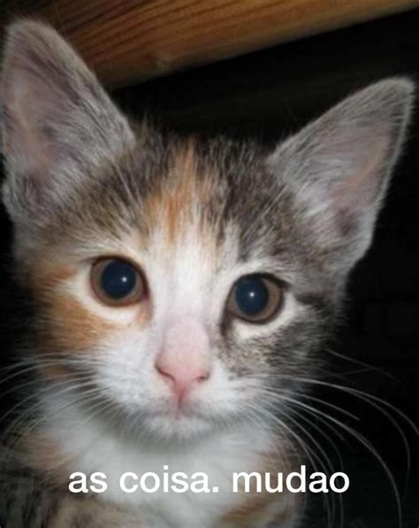 Memes Para Qualquer Momento Na Internet Artofit