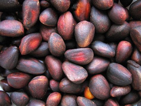 Кедровые орехи польза и вред показания и противопоказания