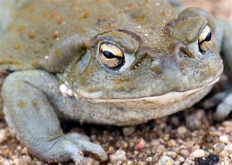 Why Licking The Sonoran Desert Toad Is A Bad Idea Lonely Planet