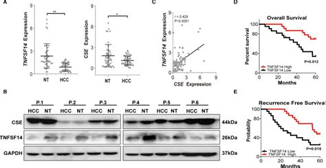 Retracted Article Hepatic Stellate Cell Mediates Transcription Of