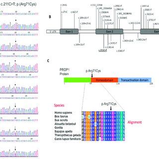 Variant Filtration Scheme For The Exome Data Of Two Affected Download Scientific Diagram