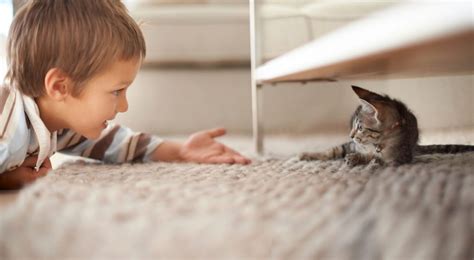 Flea Control Services Ringwood Pest Control Flea Control Services Ringwood Pest Control