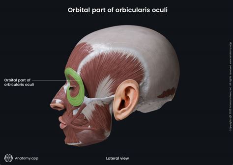 Orbital Part Of Orbicularis Oculi Lateral View Anatomyapp