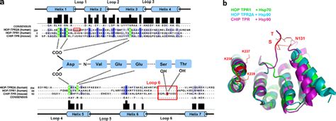 Structural Alignment Of The Chip Tpr Hop Tpr1 And Hop Tpr2a Domains Download Scientific