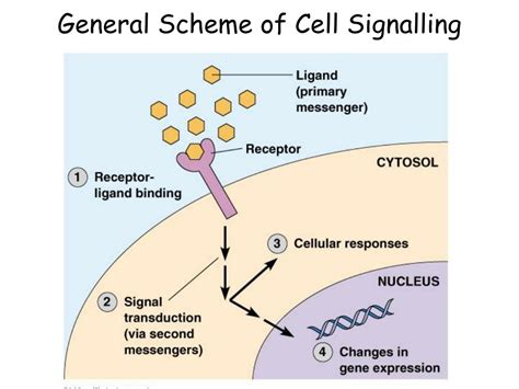 Ppt Cell Cell Adhesion Powerpoint Presentation Free Download Id 1169357
