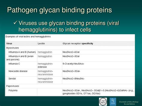 Ppt Glycan Binding Proteins Powerpoint Presentation Free Download
