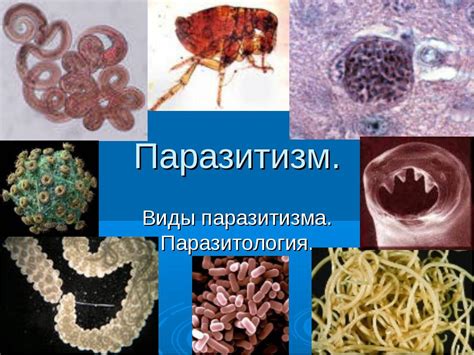 Паразиты в дикой утке: виды червей в птице, вред для челолвека