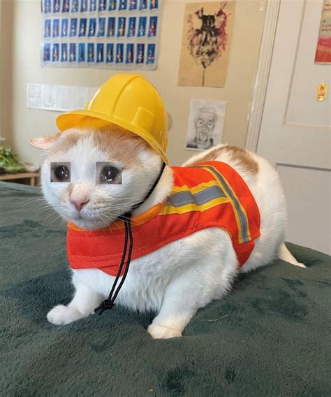 Создать мем смешные кошки котики в костюмах котики смешные