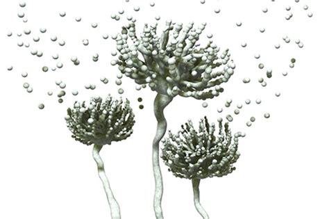 Mycotoxin Special 2025 Coming Soon Poultry World