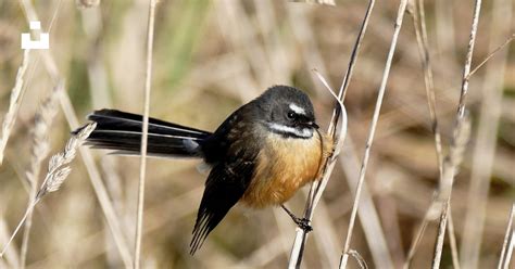 갈색과 검은 색 새 사진 Unsplash의 무료 사우스 랜드 이미지