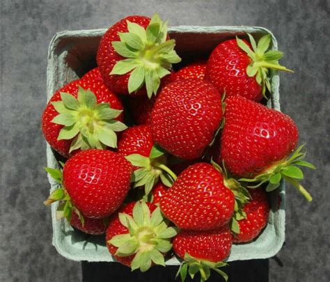 The Goldilocks Zone Needed To Keep Strawberry Fields Forever Modern Farmer