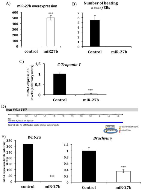 Mir 27b And Mir 23b Modulate Cardiomyocyte Differentiation From Mouse