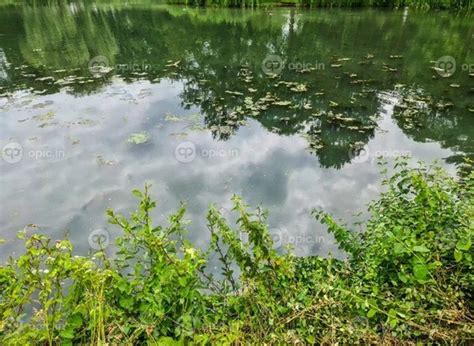 خرید و قیمت دانلود عکس الگوی بافت پس زمینه جلبک تشکیل لایه ضخیم بر روی