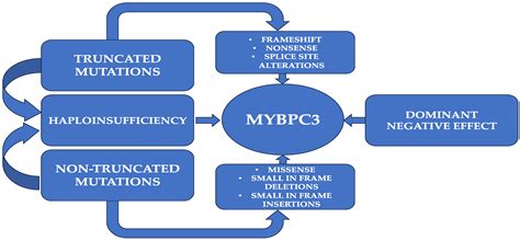 Ijms Free Full Text An Update On Mybpc3 Gene Mutation In Hypertrophic Cardiomyopathy