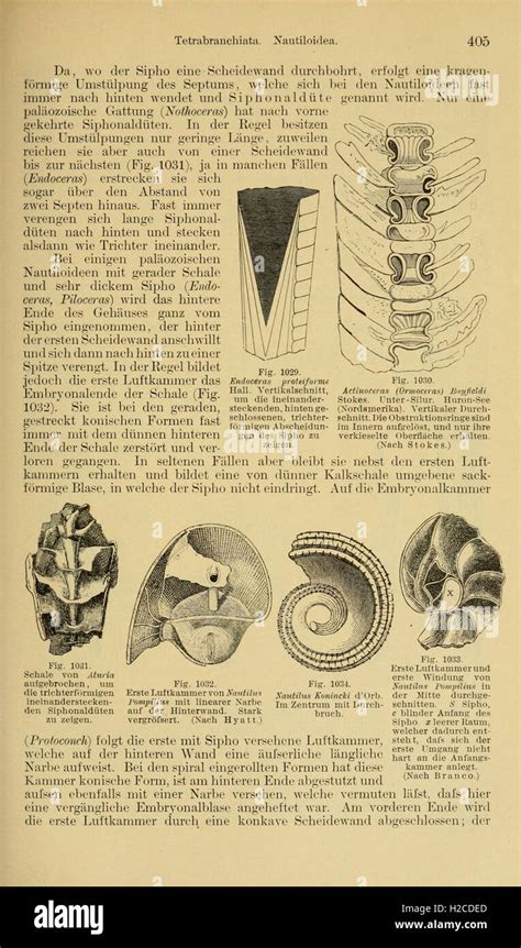 This Text Outlines The Foundational Principles Of Paleontology Discussing Key Concepts In The