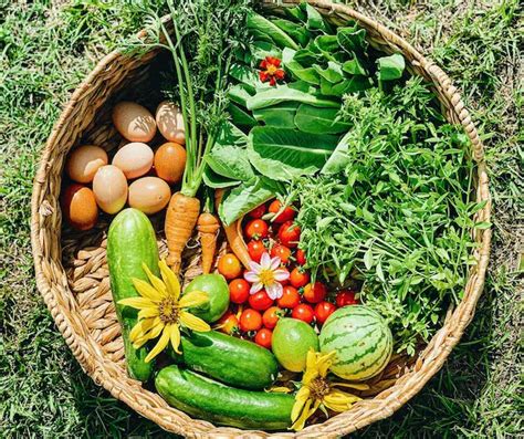 The Truth Behind Farm Fresh Eggs Vs Store Bought Eggs The Homestead Nurse