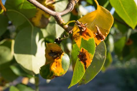 Pear Leaves With Gymnosporangium Sabinae Is A Species Of Rust Fungus In