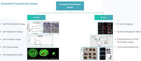 Creative Biostructure On Linkedin Exosome