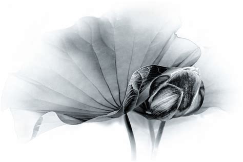 Companions Xiaohong Zhang