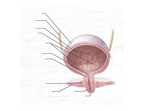 Female Urinary Bladder And Urethra Diagram Quizlet