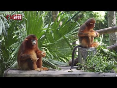 冲凉吃冰啃西瓜来看动物们花样避暑 YouTube
