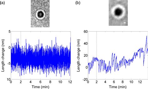 Real Time Detection Of Antibiotic Activity By Measuring Nanometer Scale