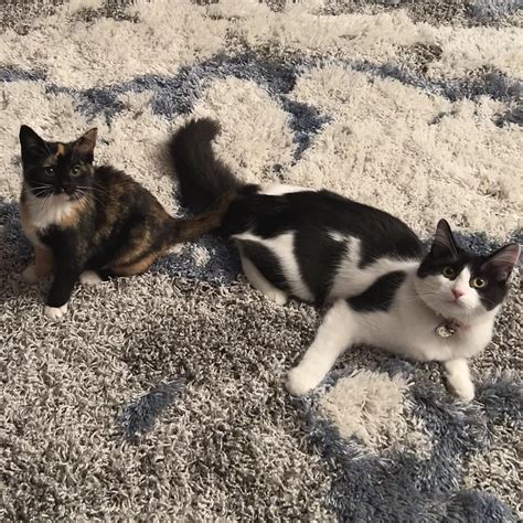 My First Tortie Cat 😍 R Tortoiseshellcats