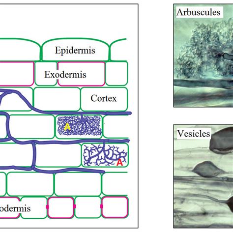 Pdf Arbuscular Mycorrhizal Fungi Their Life And Function In Ecosystem