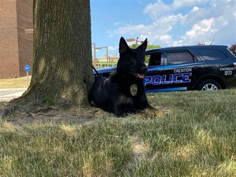 Brother In Law Of Late Kyle Stack Has Emotional Introduction To Her K 9