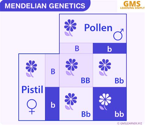 Mendelian Genetics Explore Mendels Law Of Inheritance My Ncert Guide