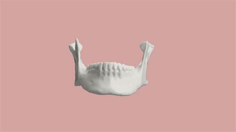 🩻 Mandible Segmented 3d Model・ 3d File For 3d Printing・cults