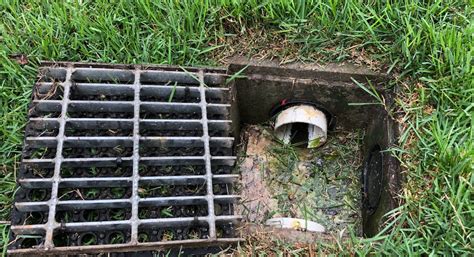 How To Avoid Tree Roots In Sewer Lines Without Killing The Tree LHG