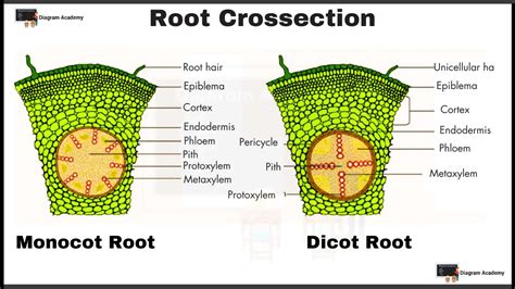 Root Cross Section Diagram With Labells